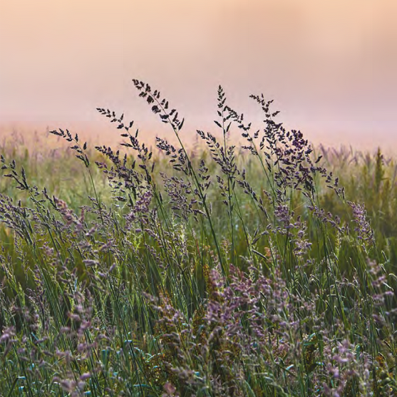 Hugo Rittson Thomas and Sir Ghillean Prance on Biodiversity and ...