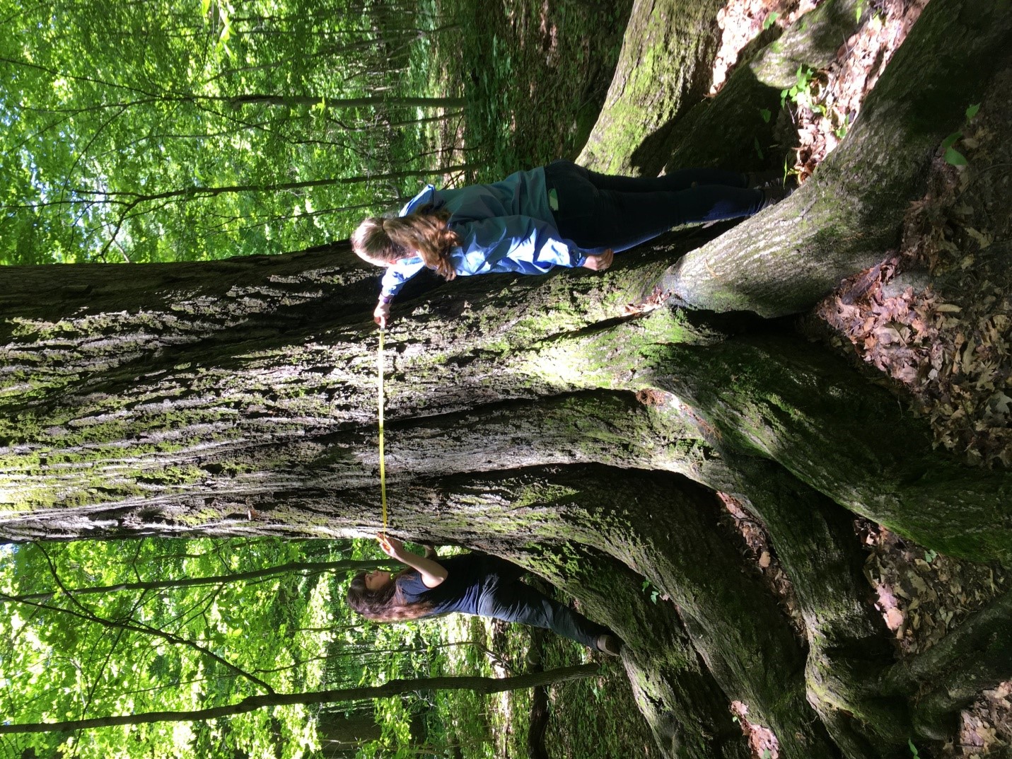 DISCOVER-E: Our Once and Future Forests: From Moses Cleaveland to the ...